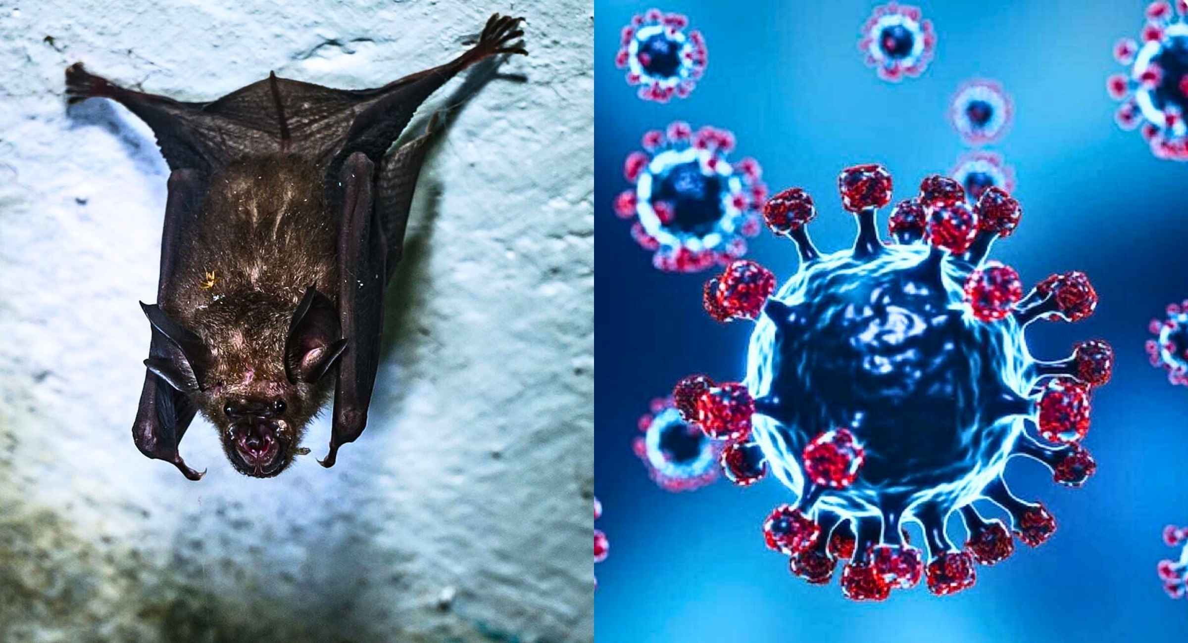 Nipah Virus Outbreak in West Bengal 2026: Cases Among Healthcare ...